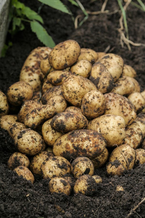 Potatoes on the ground stock image. Image of edible, eating - 72352965