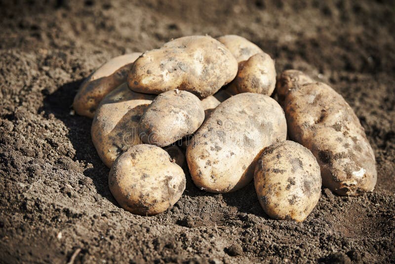 Potatoes on the ground stock image. Image of nature, agriculture - 44079001