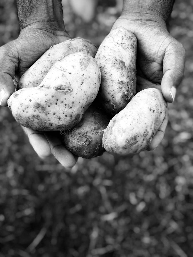 Potatoes in hand stock image. Image of farm, hand, black - 122316891