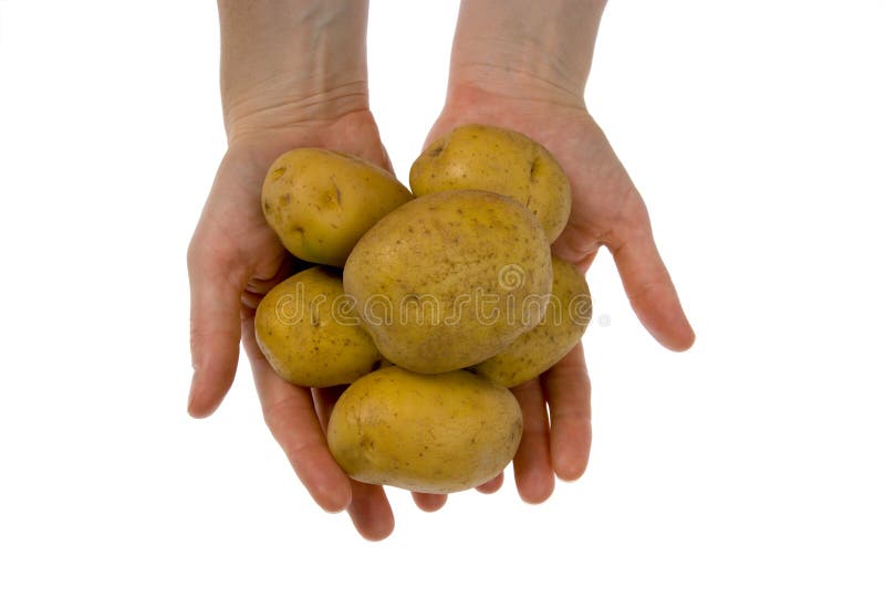 Potatoes in hand isolated stock image. Image of colour - 15133139