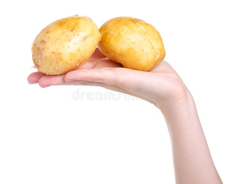 Potatoes in hand stock image. Image of deliver, adult - 177597747
