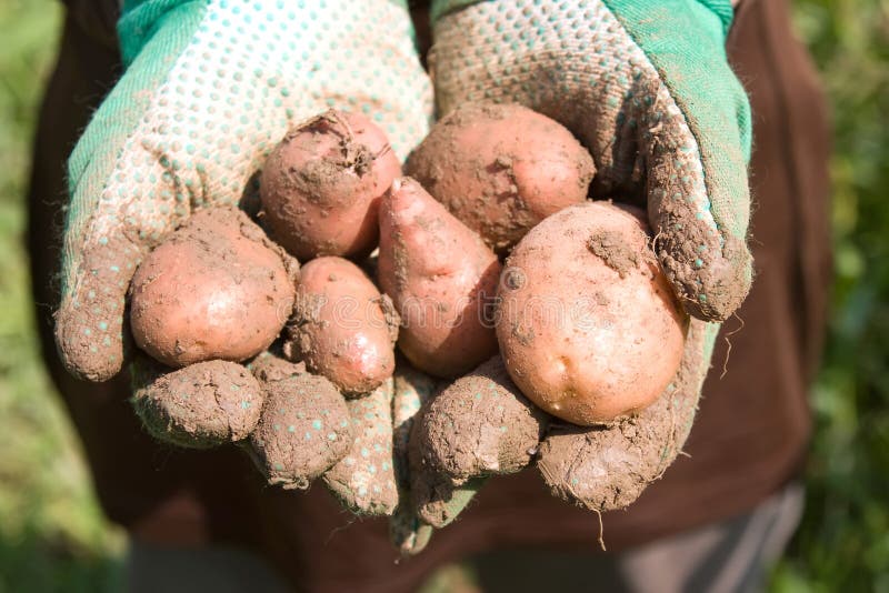 Potatoes in hands stock photo. Image of closeup, vegetables - 15481494