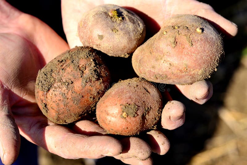 Potatoes in the hands stock photo. Image of organic, industry - 60157600