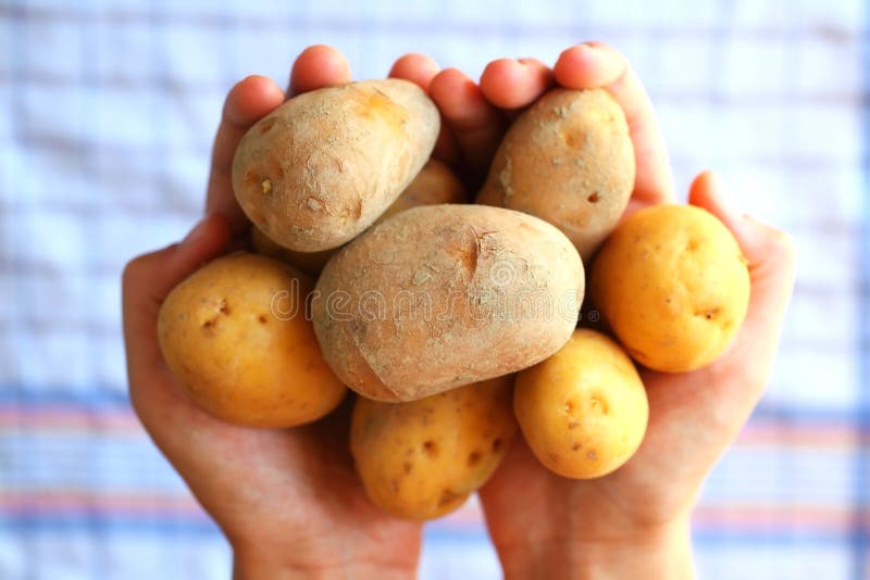 Potatoes Holding in the Hands Stock Image - Image of winter, cooking ...