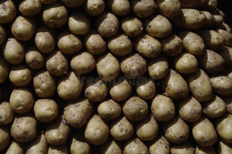 Layers of Potatoes and Carrots and Browned Stewing Beef in a Slow ...