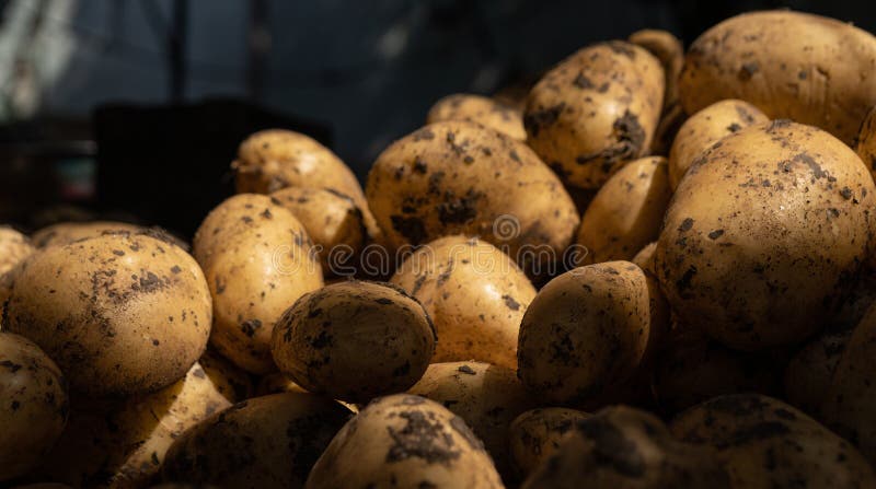 Potatoes in local market stock photo. Image of fresh - 248155924