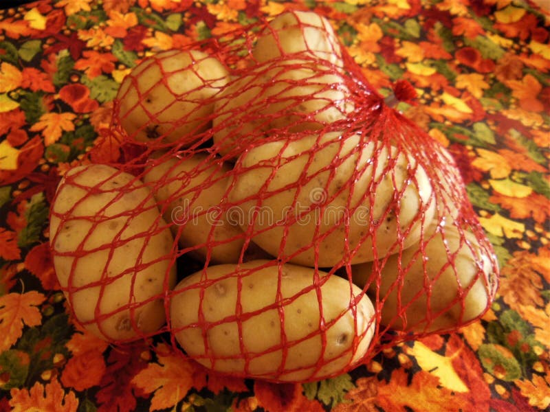 Potatoes in a Red Net stock photo. Image of potatoes - 259114836