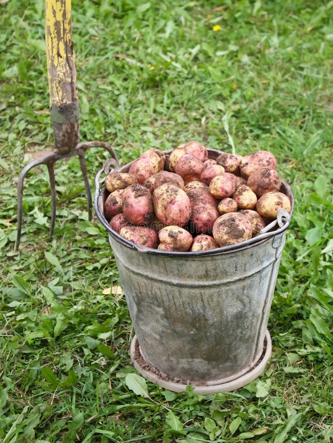 Potatoes in the old bucket stock photo. Image of plant - 78726234