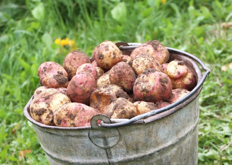 Potatoes stock image. Image of garden, macro, rural, group - 33015939