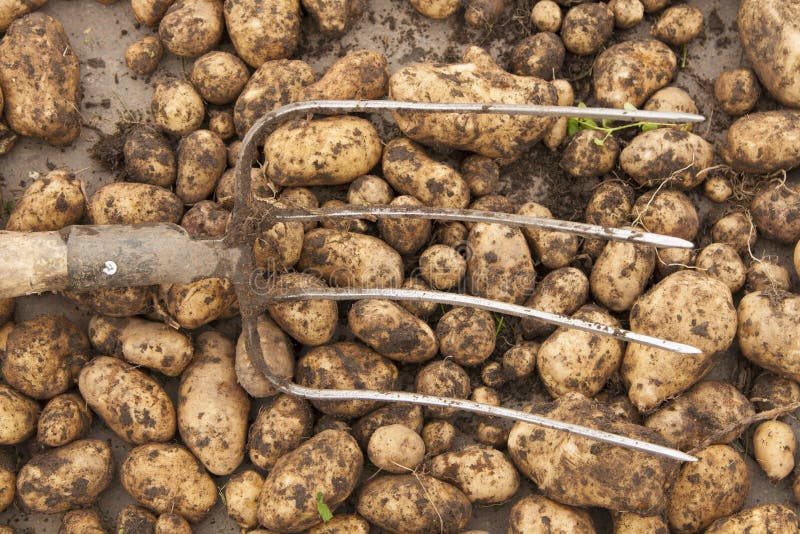 Potatoes and the Pitchforks Stock Image - Image of pitchforks, life ...
