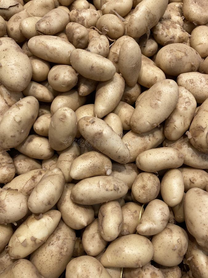 Potatoes, Planting Potatoes, Reaping Potatoes Stock Photo - Image of ...