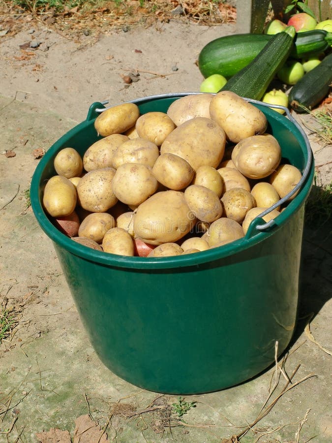 Potatoes in Plastic Green Bucket. Stock Photo - Image of farming, pail ...