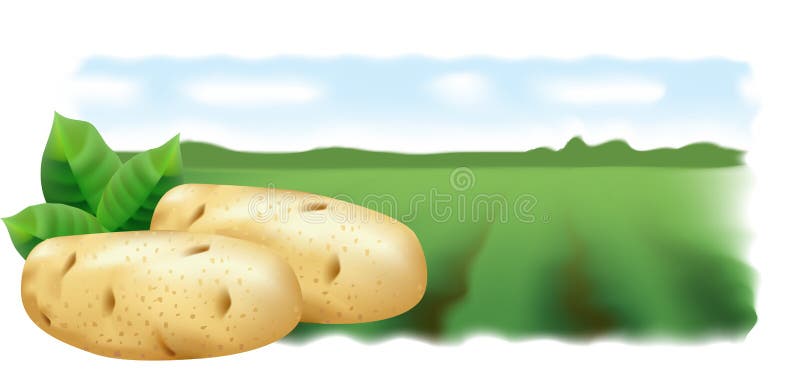 Potatoes and Potato Field. Panorama. Stock Vector - Illustration of ...