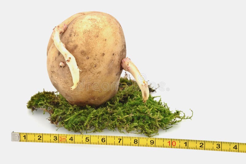 Potatoes- the Relative Size Stock Photo - Image of dieting, solitude ...