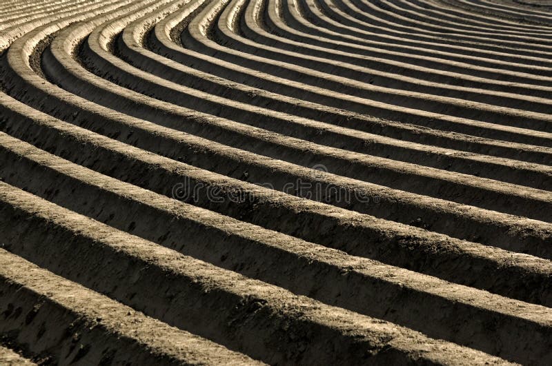 Potatoes Ridges in a Rural Landscape, Netherlands Stock Photo - Image ...