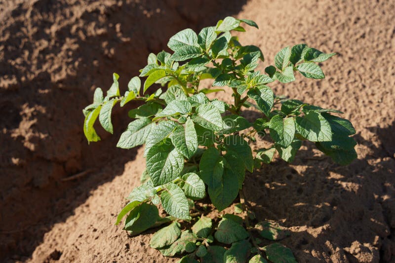 Potatoes. Rows of Young Plant Sprouts in a Dipped Bed on a Homestead ... Potatoes. Rows of Young Plant Sprouts in a Dipped Bed on a Homestead ...
