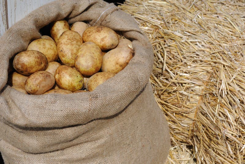 Potatoes in a Sack stock photo. Image of sack, uncooked - 15314978
