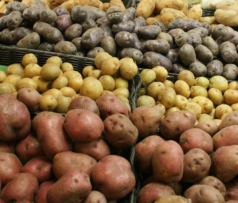 Multi-colored Fingerling Potatoes at an Outdoor Farmers Market. Stock ...