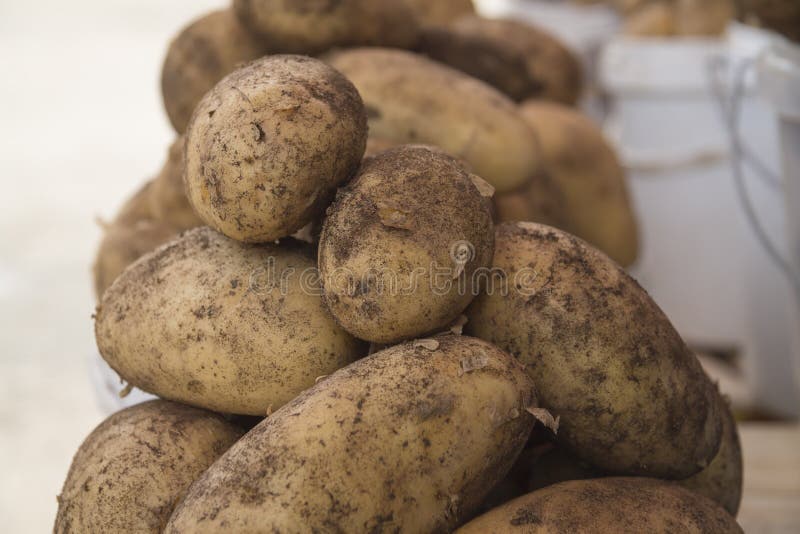 Potatoes stock photo. Image of potatoes, root, plan, pile - 73468330