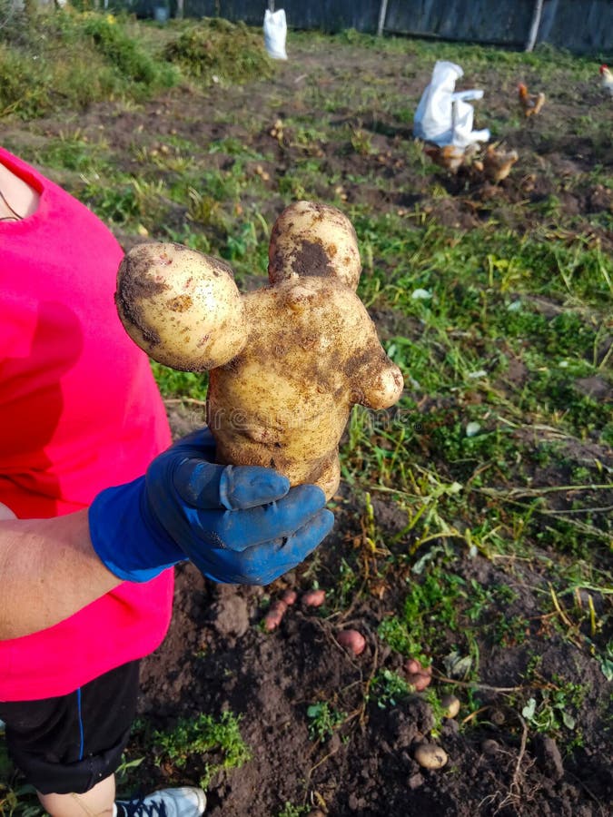 Potatoes in the Shape of Mickey Mouse Stock Image - Image of mickey ...