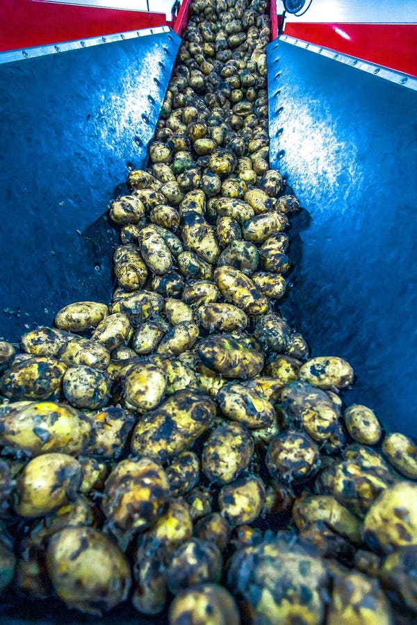 Potato Washing Industry Stock Photos - Free & Royalty-Free Stock Photos ...