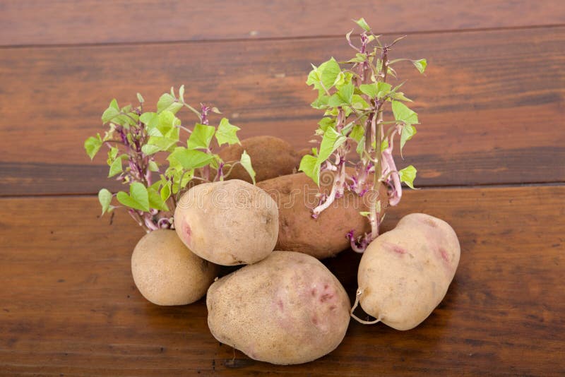 Potatoes sprouting stock photo. Image of table, agriculture - 54627686
