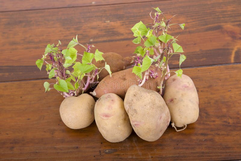 Potatoes sprouting stock image. Image of agriculture - 55850543