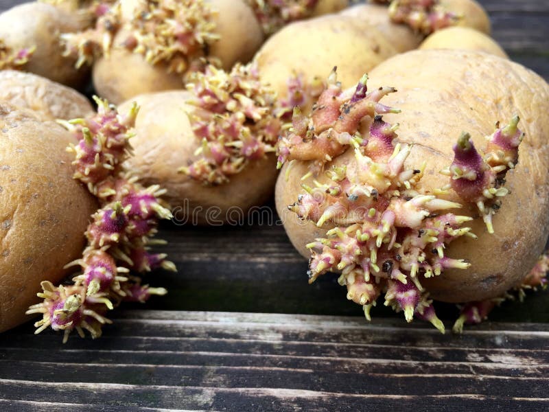 Potatoes with sprouts stock image. Image of potato, growing - 100018685