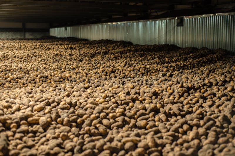 Potato Storage Basement Stock Photos - Free & Royalty-Free Stock Photos ...