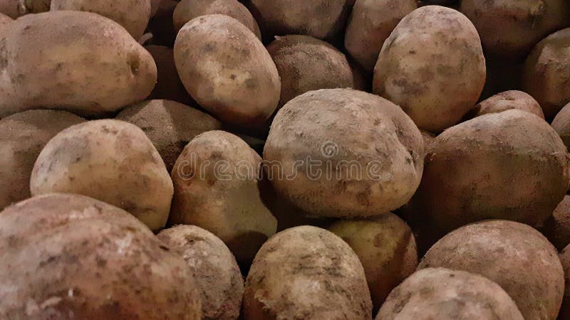 Potatoes. Texture Vegetable White Young Potato Stock Photo - Image of ...