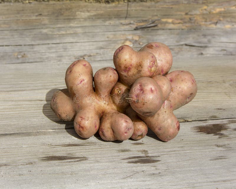 Potatoes stock photo. Image of natural, food, healthy - 77035324