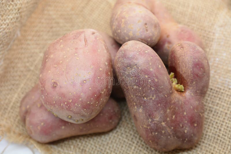 Organic Red Potatoes Vegetable Stock Photo - Image of potatoes ...