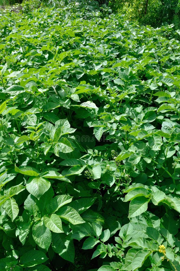 Potatoes in a Vegetable Patch Stock Photo - Image of vegetable ...