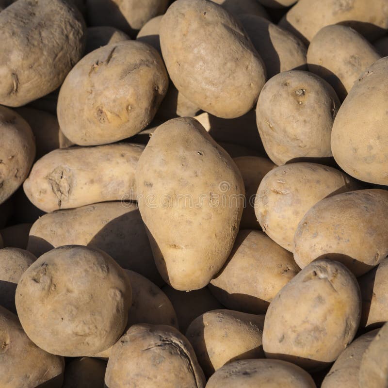 Potatoes stock image. Image of healthy, kitchens, vegetable - 53431971