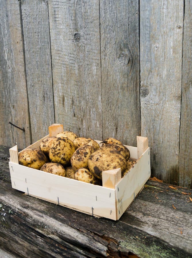 Potatoes in wooden box stock photo. Image of ecological - 70398748