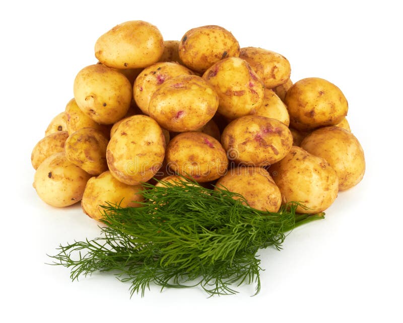 Peruvian Yellow Potato stock image. Image of dinner, peru - 19494843
