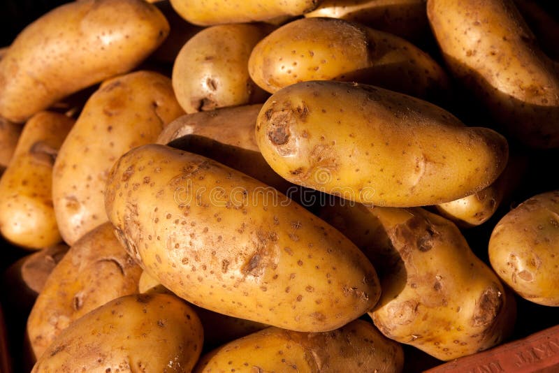 Potatos stock image. Image of money, white, blue, fresh - 14706903