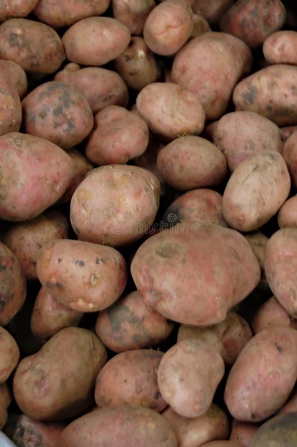 Potatos stock image. Image of mash, potatos, organic, groceries - 3177121