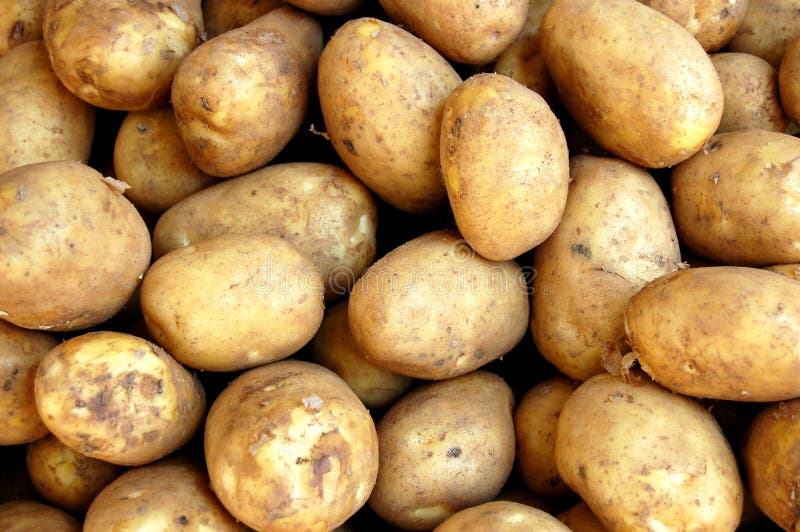 Potatos stock image. Image of industry, potatos, vegetable - 6521019