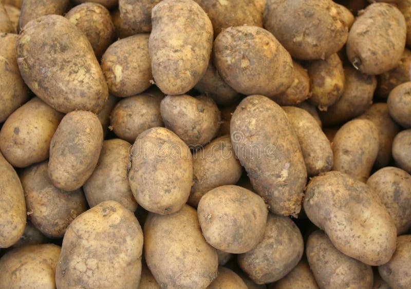 Seed-potatoes stock photo. Image of ground, grill, cooking - 714366