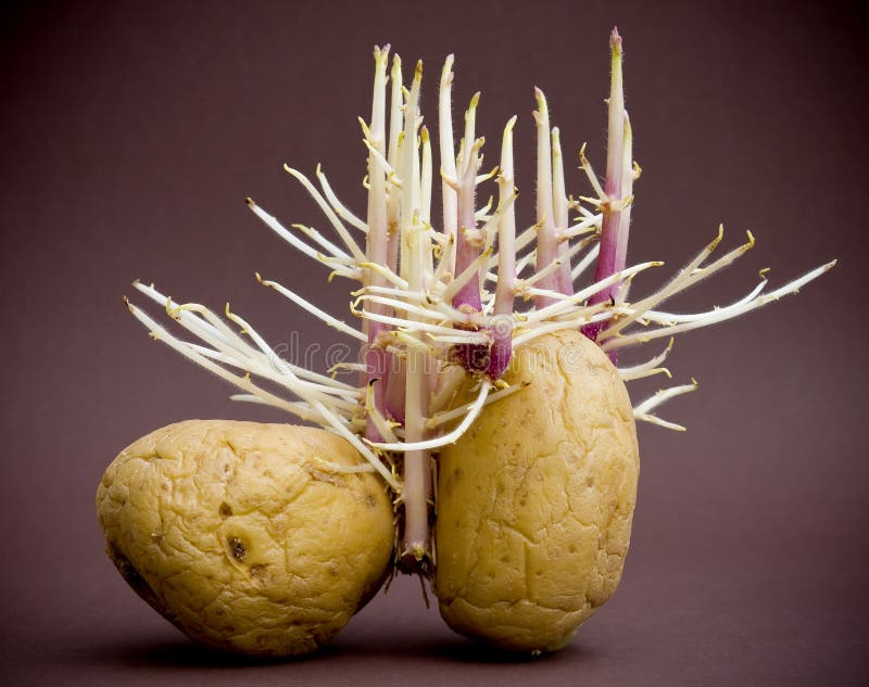 Potatos sprouting roots stock photo. Image of shoot, gardening - 5914624