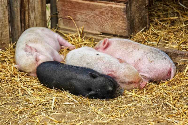 Potbellied Piglets stock image. Image of porker, bellied - 33190555