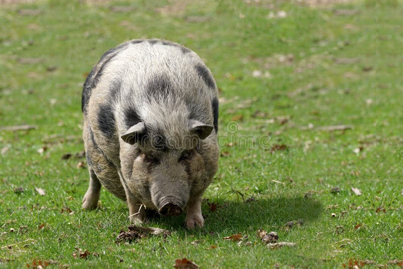 Potbellied svin fotografering för bildbyråer. Bild av bakgrund - 94659433