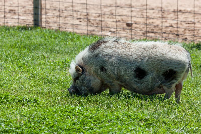 Potbelly Pig stock image. Image of potbelly, rapid, outside - 140758661