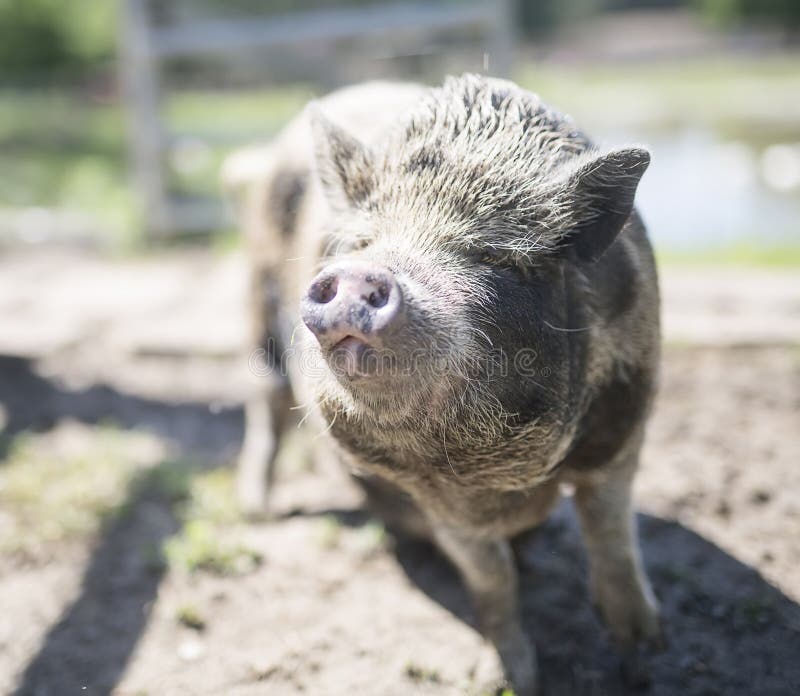 Potbelly pig sow stock photo. Image of farm, animals - 260153006