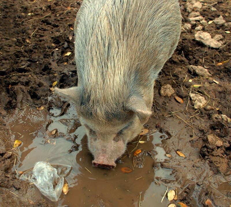389 Pig Waste Stock Photos - Free & Royalty-Free Stock Photos from ...