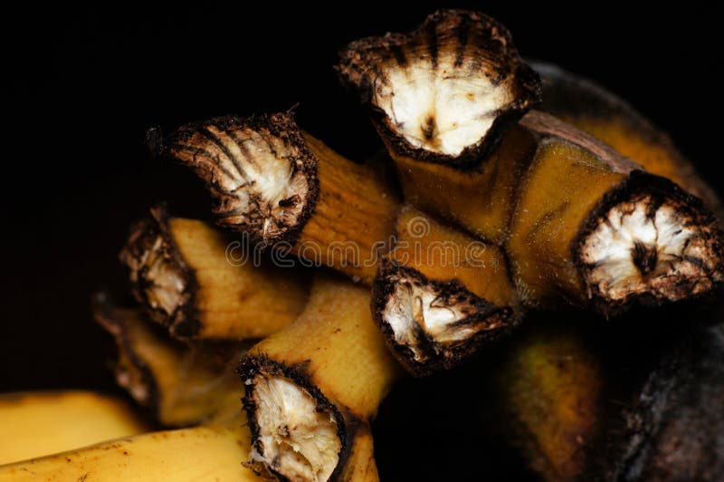 Poteau Vide De Banane Dans La Cuisine Image stock - Image du abstrait ...