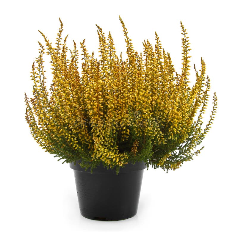 Urze Isolada No Fundo Branco!! Imagem de Stock - Imagem de buquê ...