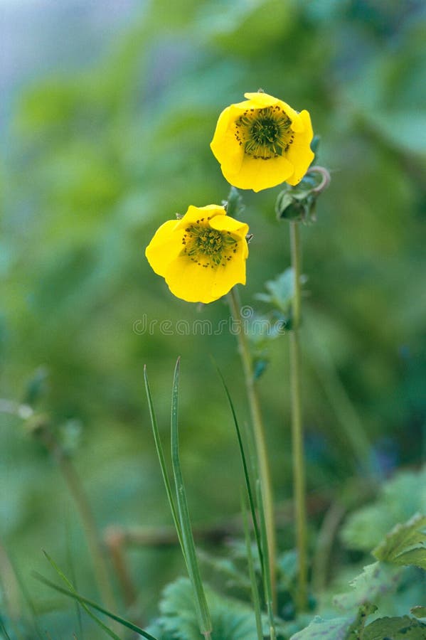 Potentila Flower Valley of Flowers, India Stock Image - Image of ...