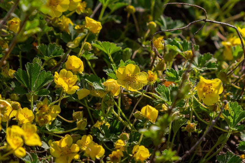 Potentilla Erecta, Common Tormentil, Rosaceae. Wild Plant Shot in ...